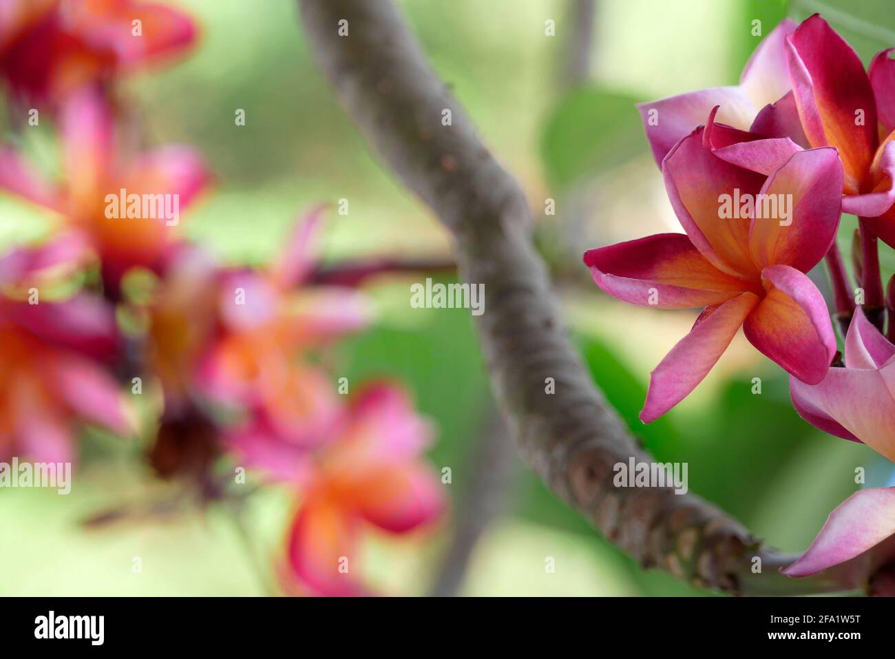 A STILL LIFE OF THE INDIAN PINK CHAMPA FLOWER Stock Photo - Alamy