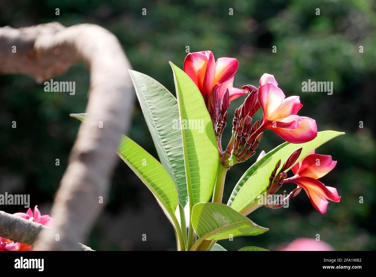 A STILL LIFE OF THE INDIAN PINK CHAMPA FLOWER Stock Photo - Alamy