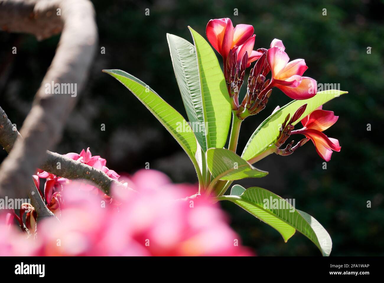 Champa Flower Tree High Resolution Stock Photography and Images - Alamy