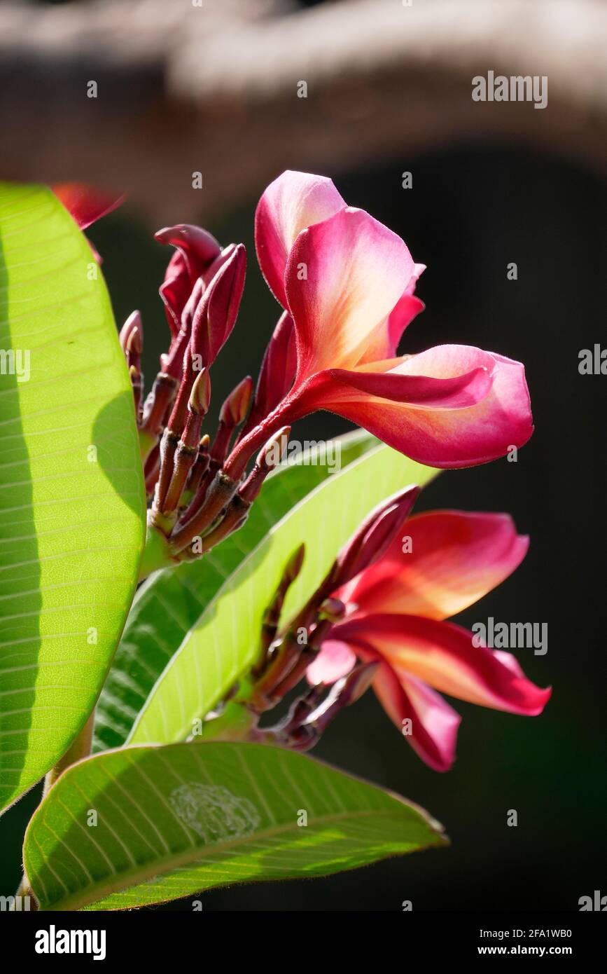 Champa Flower Tree High Resolution Stock Photography and Images - Alamy