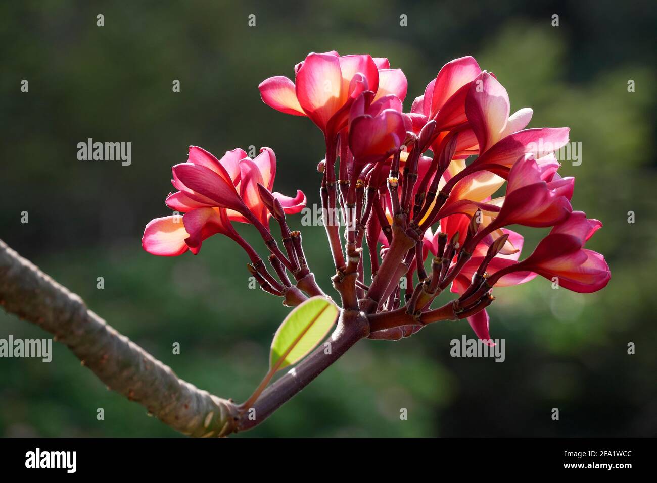 Champa Flower Tree High Resolution Stock Photography and Images - Alamy
