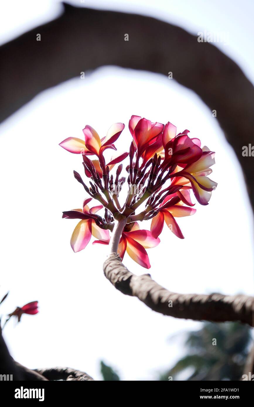 A STILL LIFE OF THE INDIAN PINK CHAMPA FLOWER Stock Photo - Alamy