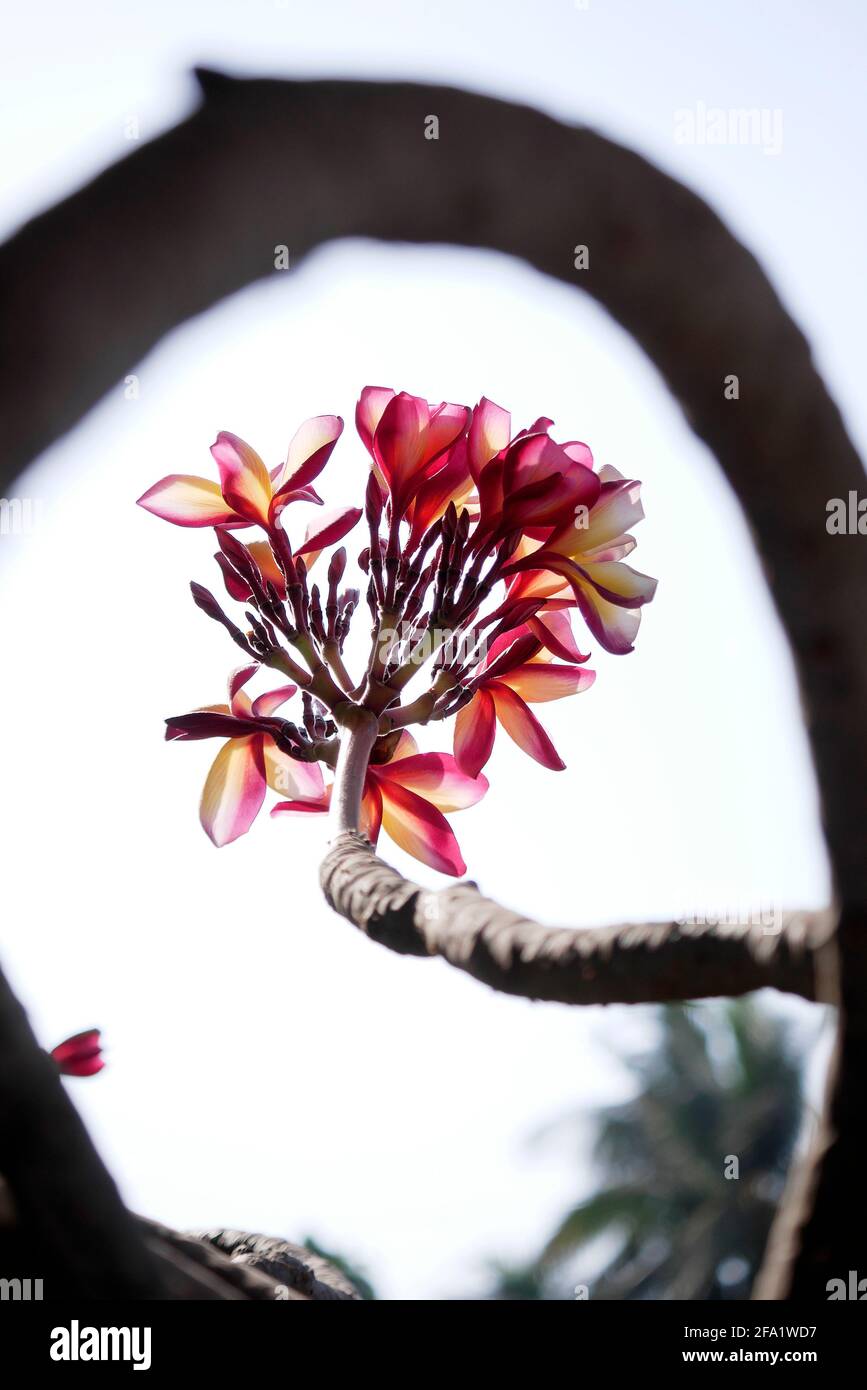 A STILL LIFE OF THE INDIAN PINK CHAMPA FLOWER Stock Photo - Alamy