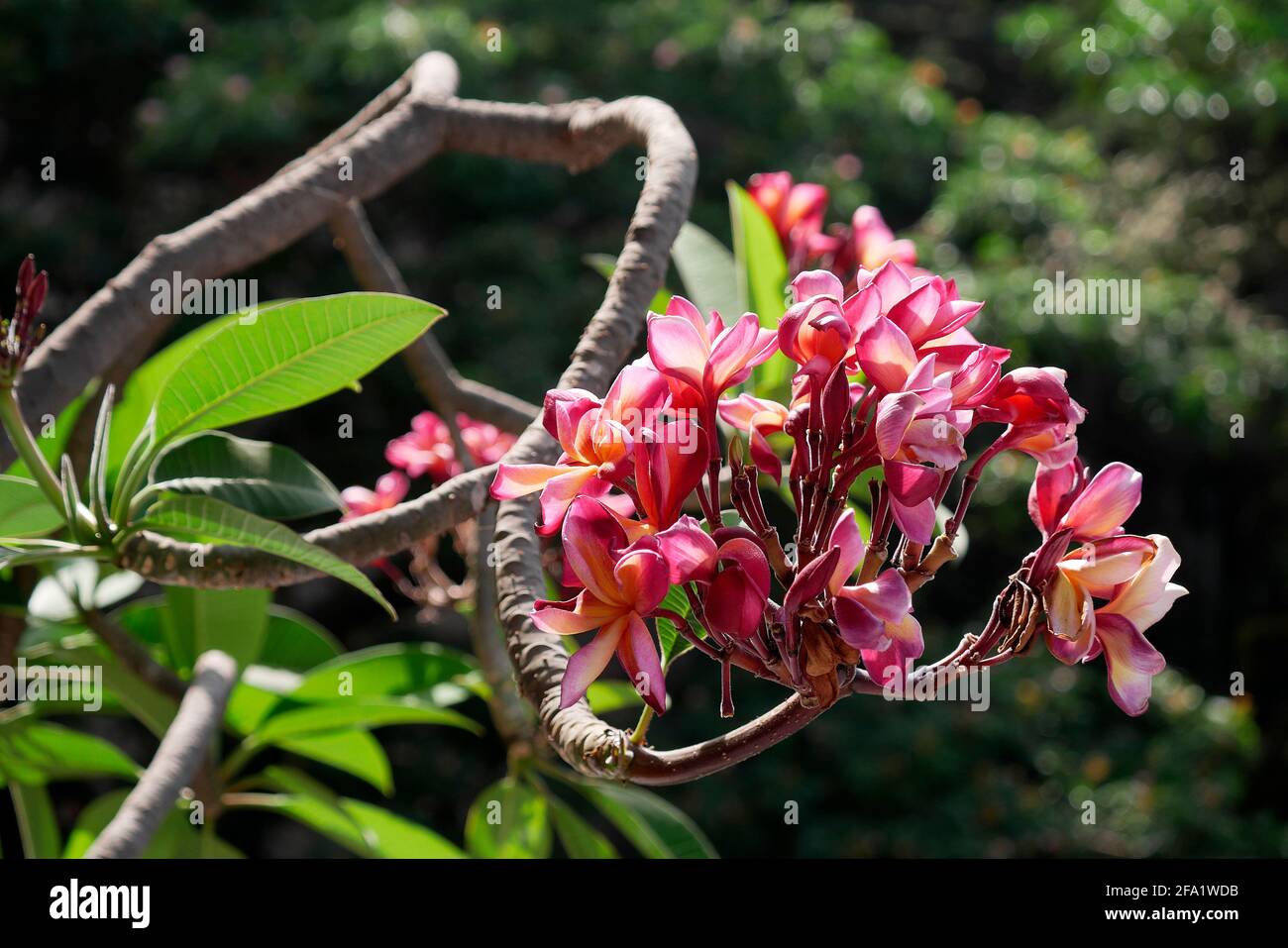 Champa Flower Tree High Resolution Stock Photography and Images - Alamy
