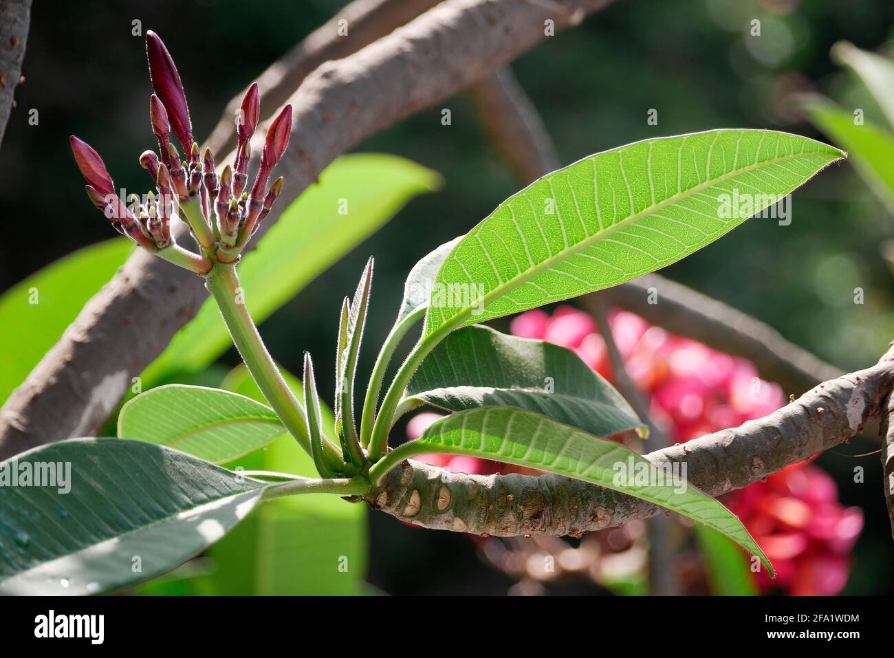 Champa Flower Tree High Resolution Stock Photography and Images - Alamy