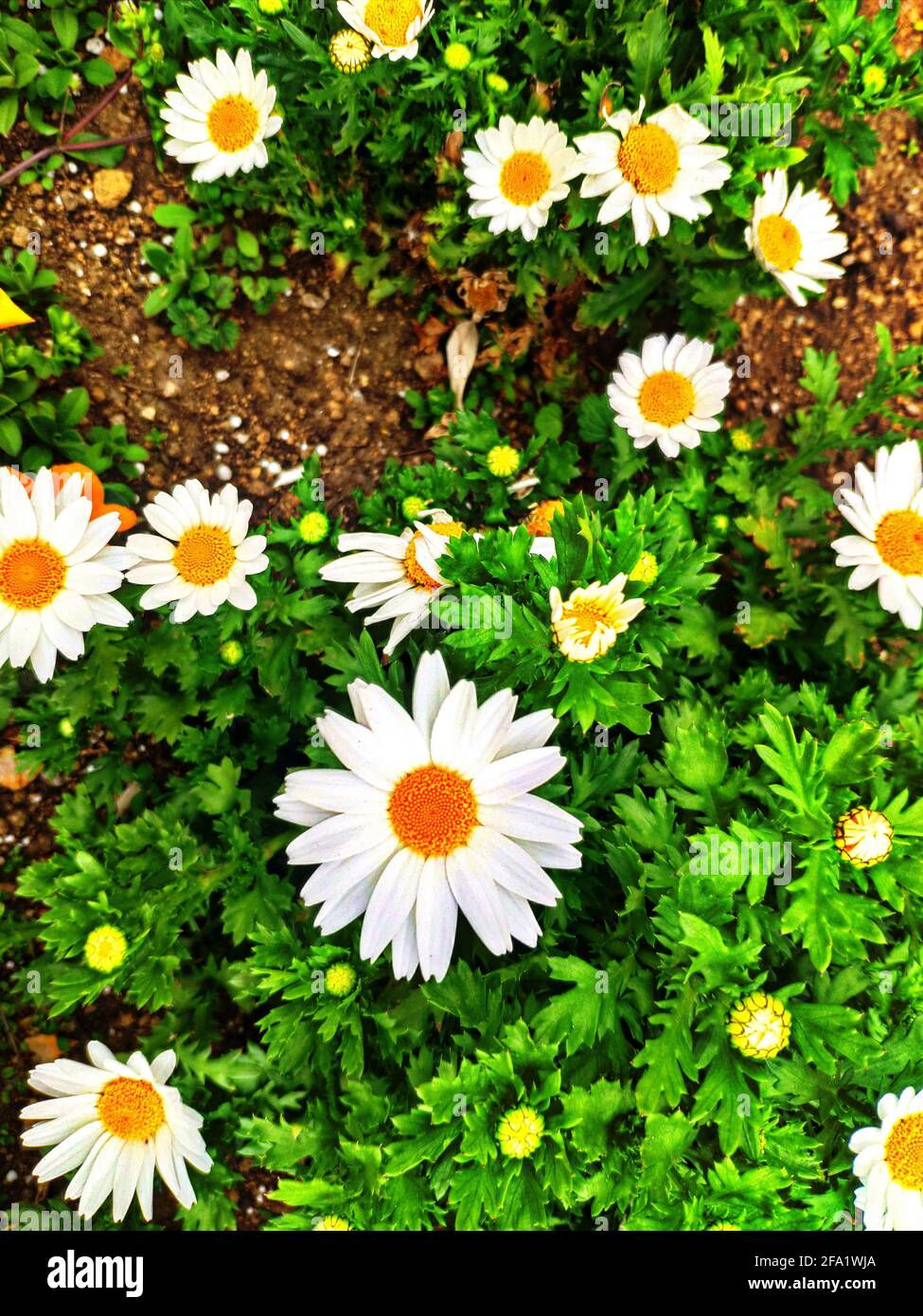 Daisy Flowers with Natural Light in the Morning Stock Photo - Alamy