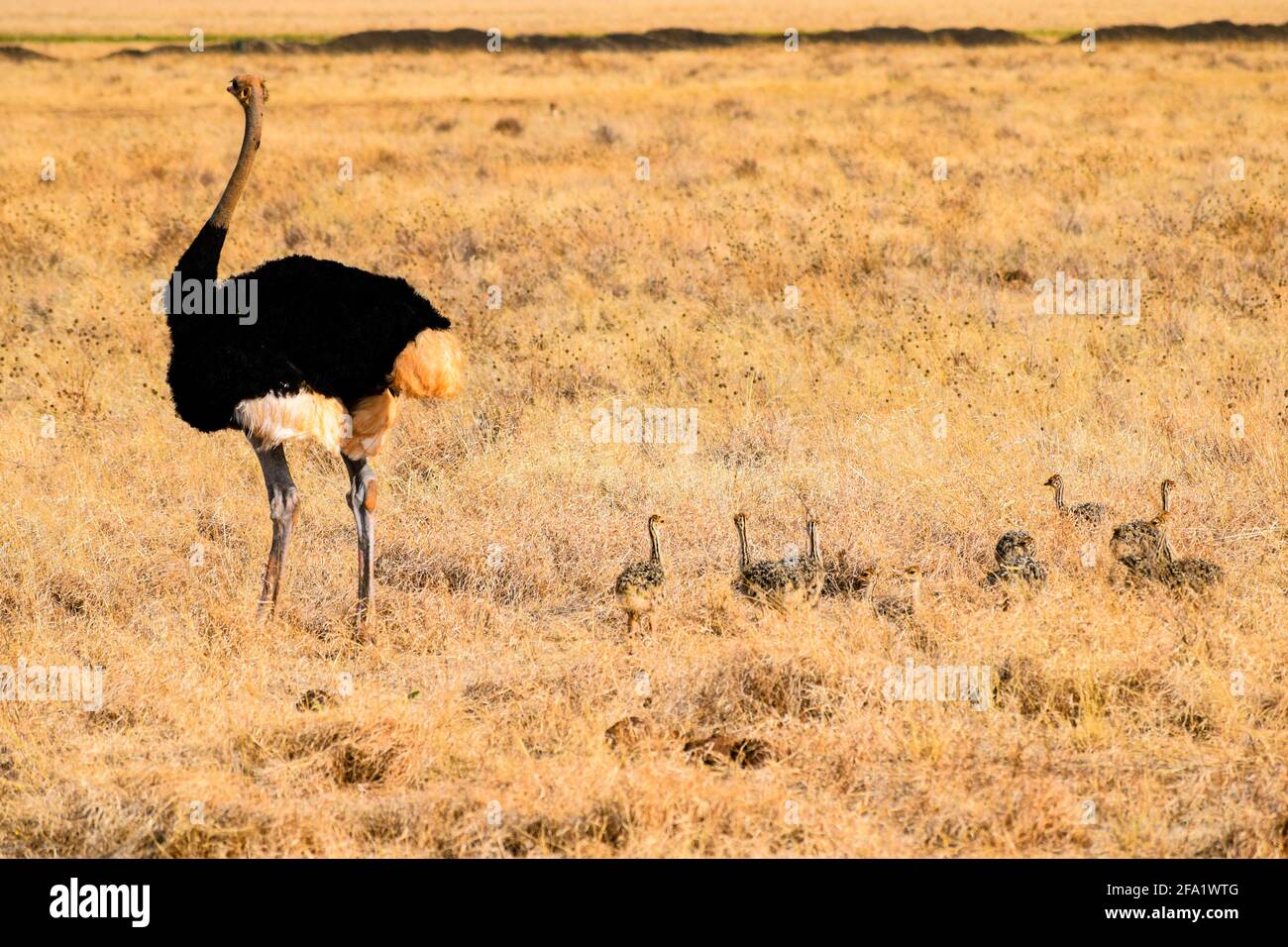 Family struthionidae hi-res stock photography and images - Alamy