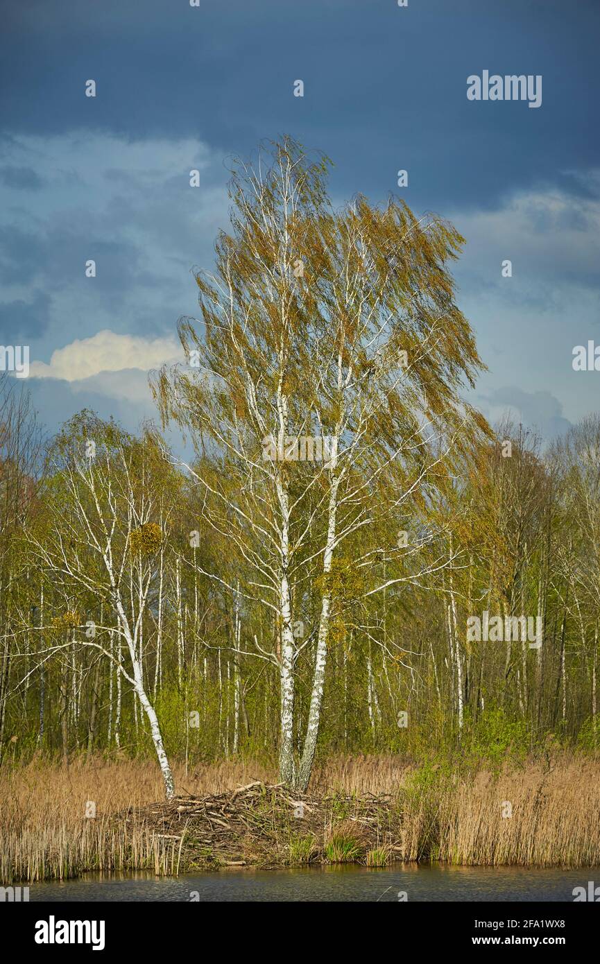Birch with branches blown by the wind Stock Photo - Alamy