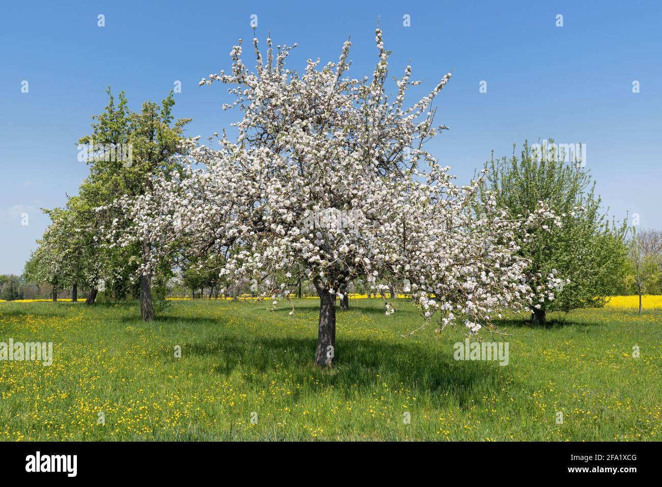Old apple tree hi-res stock photography and images - Alamy