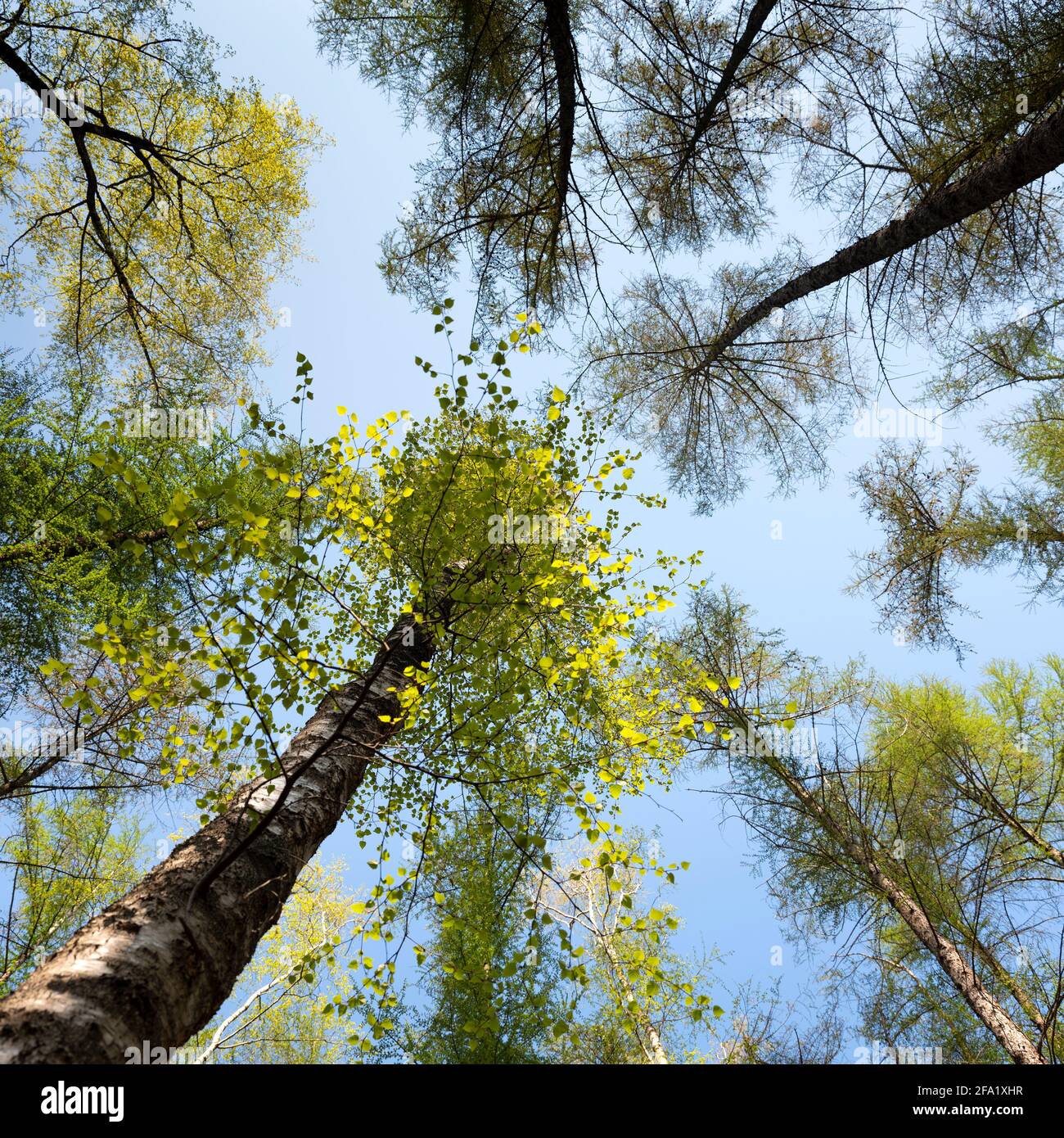 birch and larch trees with fresh spring leaves against blue sky Stock ...