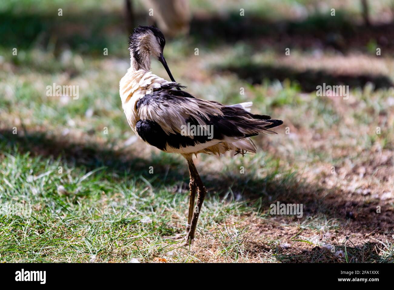 Avocette elegante hi-res stock photography and images - Alamy