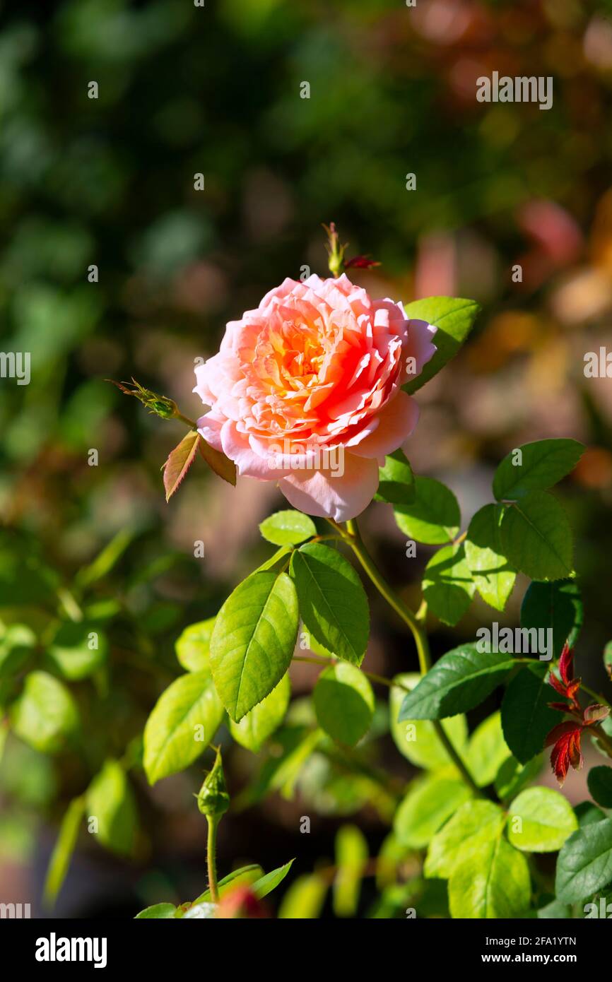 Coral rose flower in roses garden. Top view. Soft focus,Rose flower on ...