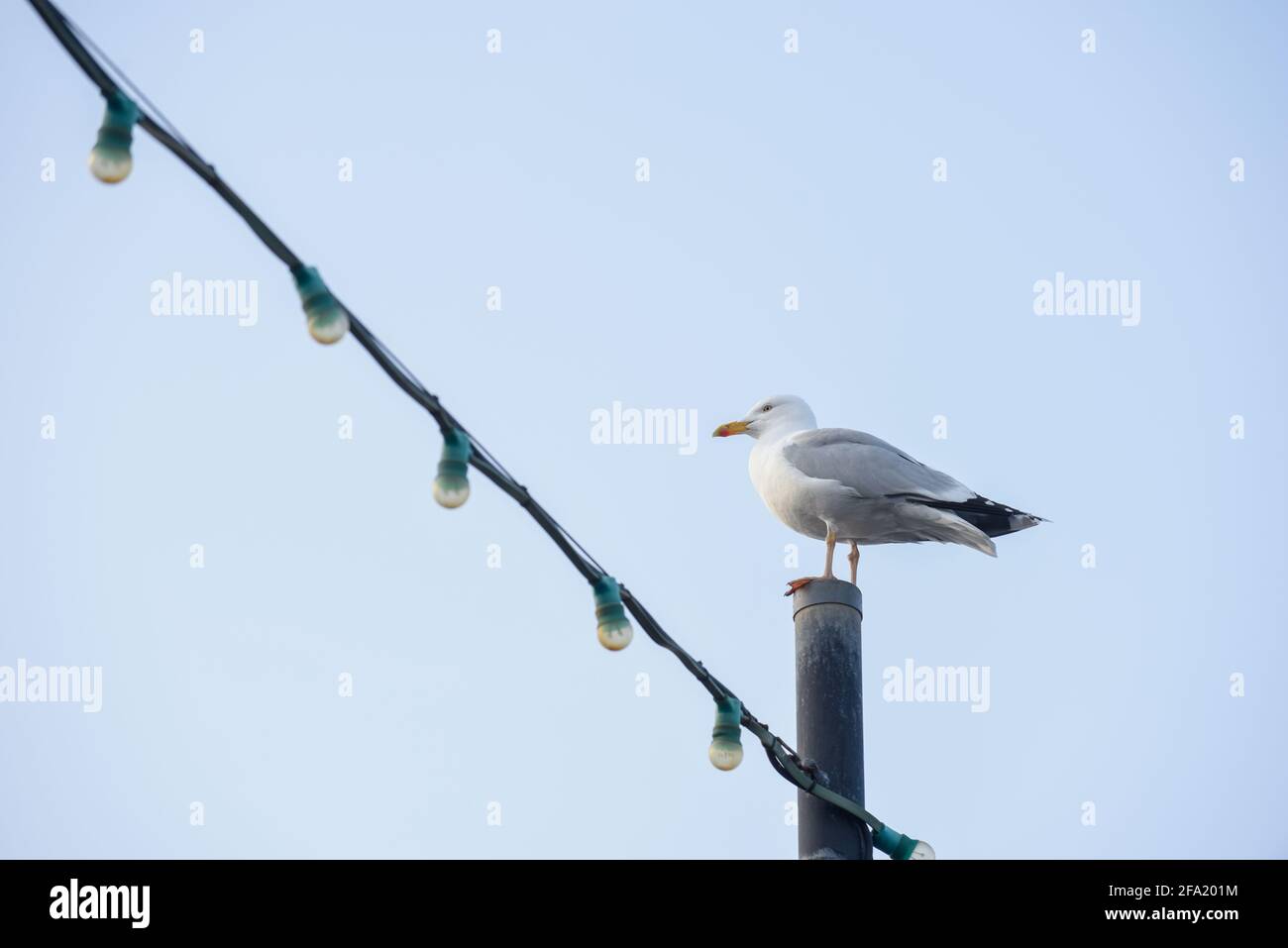 Seagull perched on a post at the end of a beach pier with blue sky ...