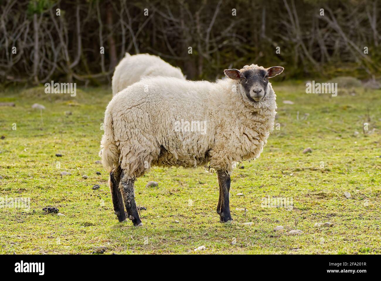 Sheep eating fresh grass. unshorn sheep in a spring field. Sheep ...