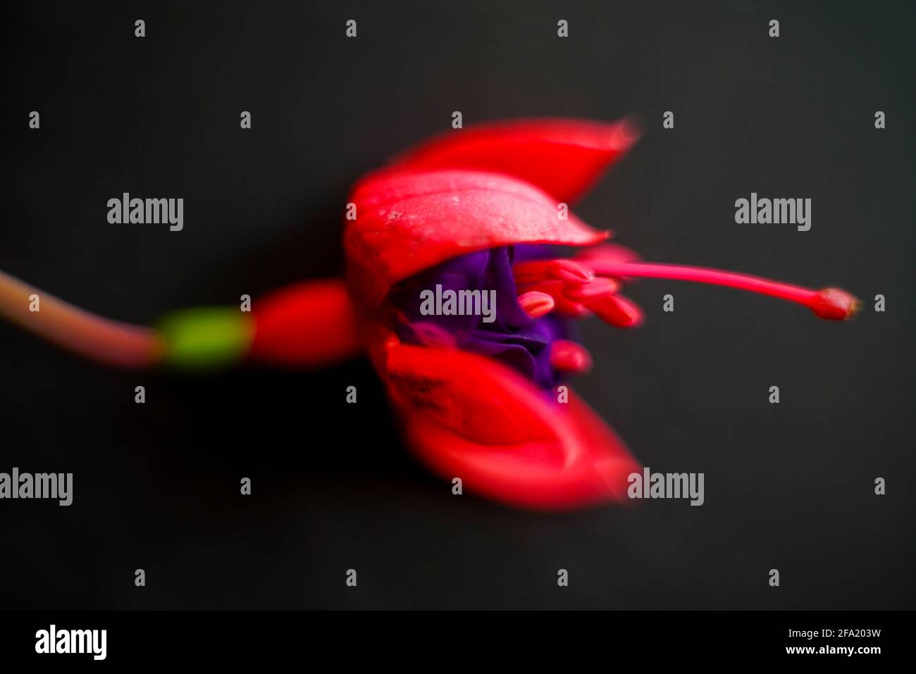 Closeup of a flowering Fuchsia magellanica commonly known as the ...