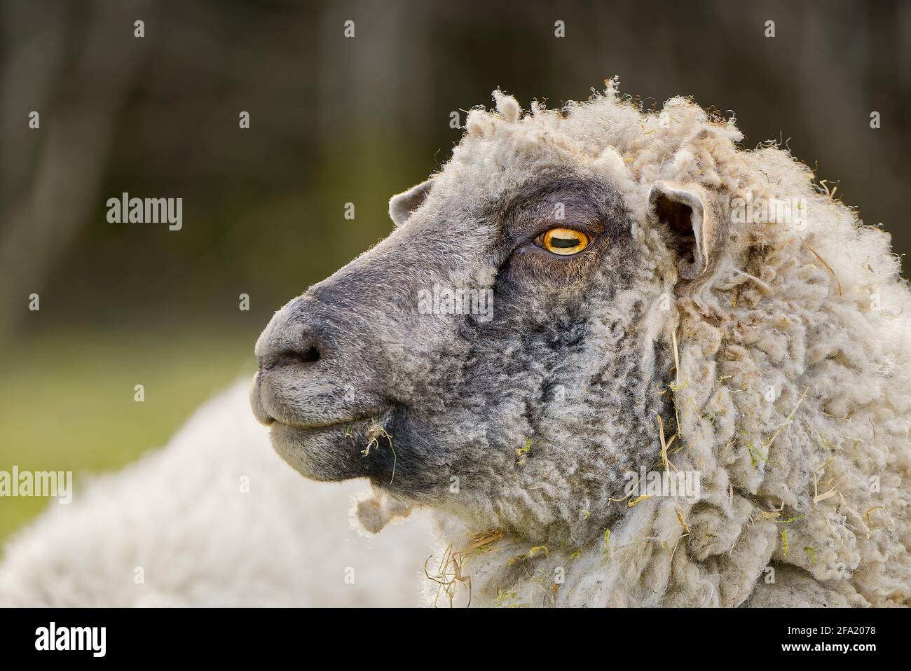 Sheep portrait. unshorn sheep in a spring field. Sheep looking to ...