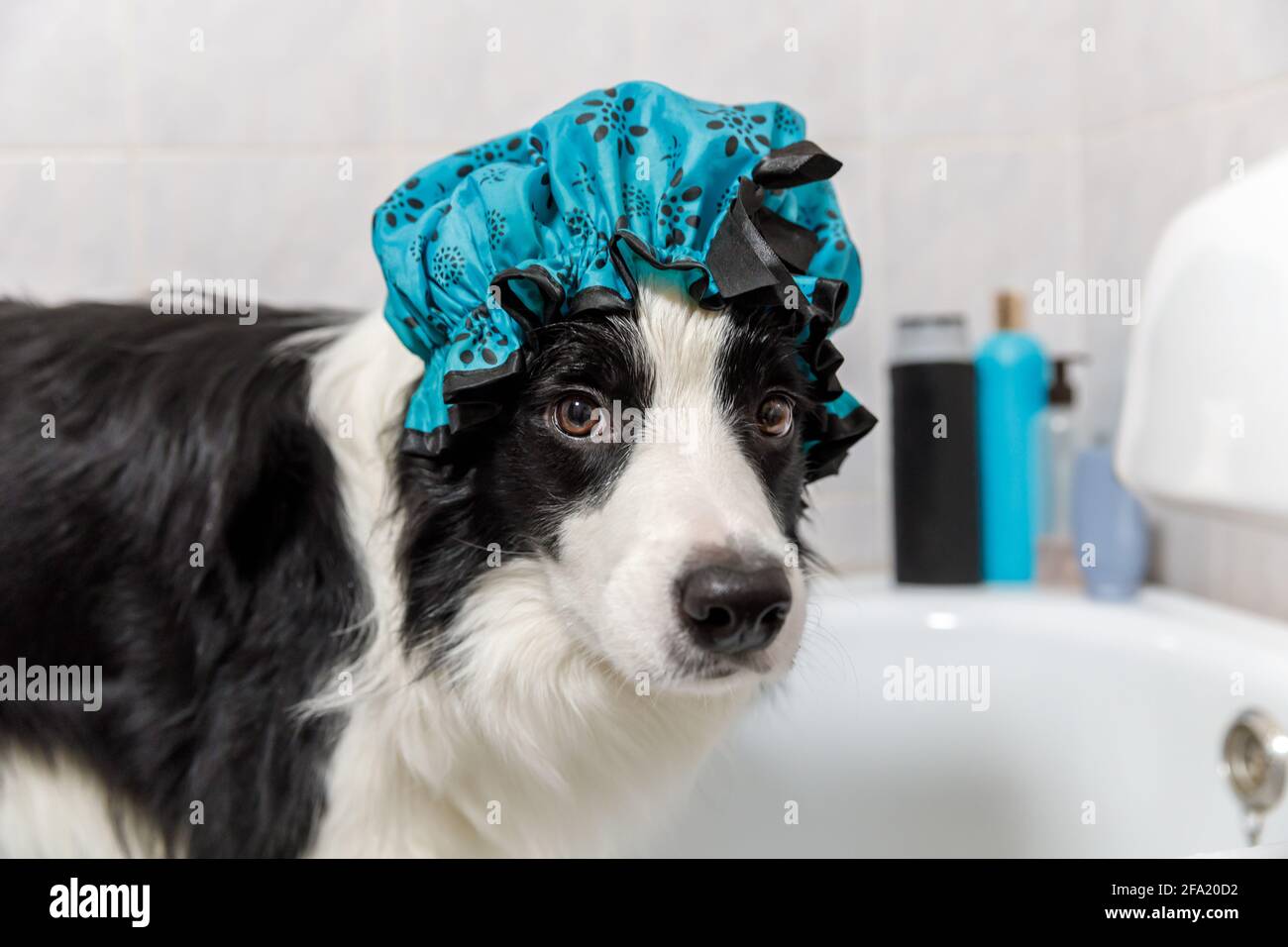 Funny indoor portrait of puppy dog border collie sitting in bath gets ...