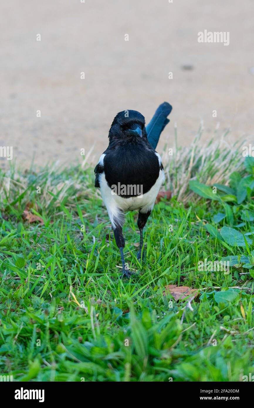 portrait of Eurasian Magpie in the wild Stock Photo - Alamy