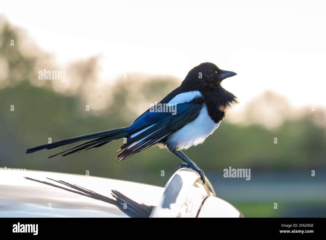 portrait of Eurasian Magpie in the wild Stock Photo - Alamy