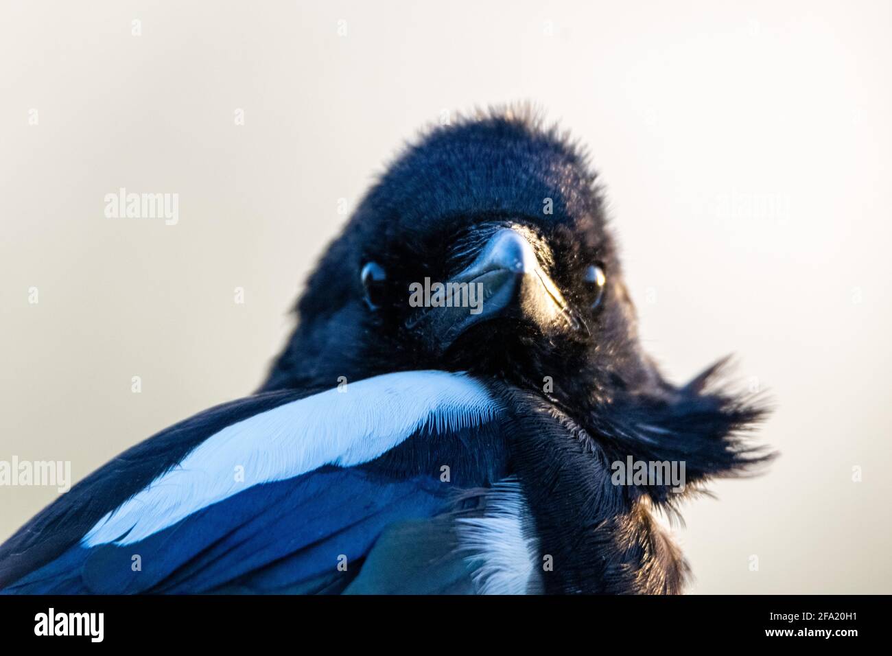 portrait of Eurasian Magpie in the wild Stock Photo - Alamy