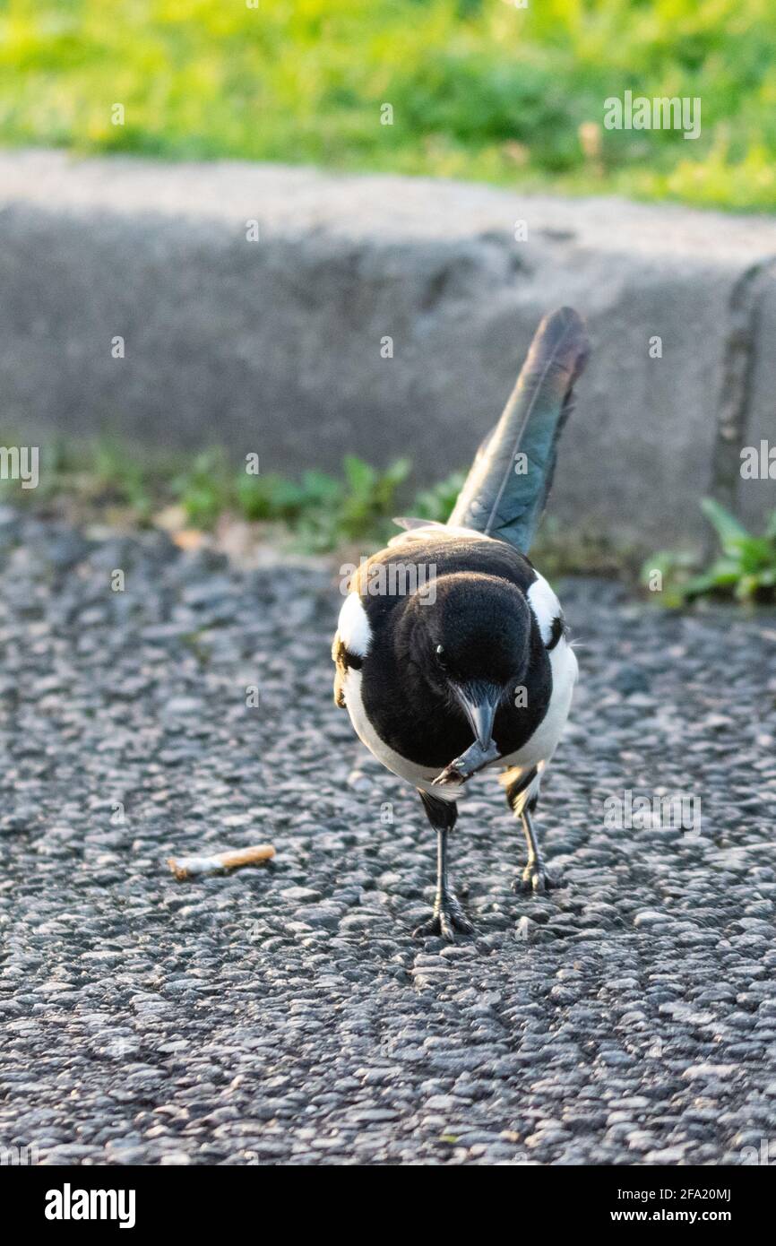 portrait of Eurasian Magpie in the wild Stock Photo - Alamy
