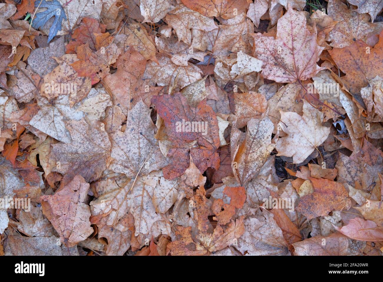 Brown maple leaves. Autumn in forest. Fall background concept ...