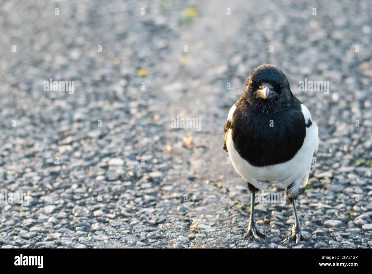 portrait of Eurasian Magpie in the wild Stock Photo - Alamy