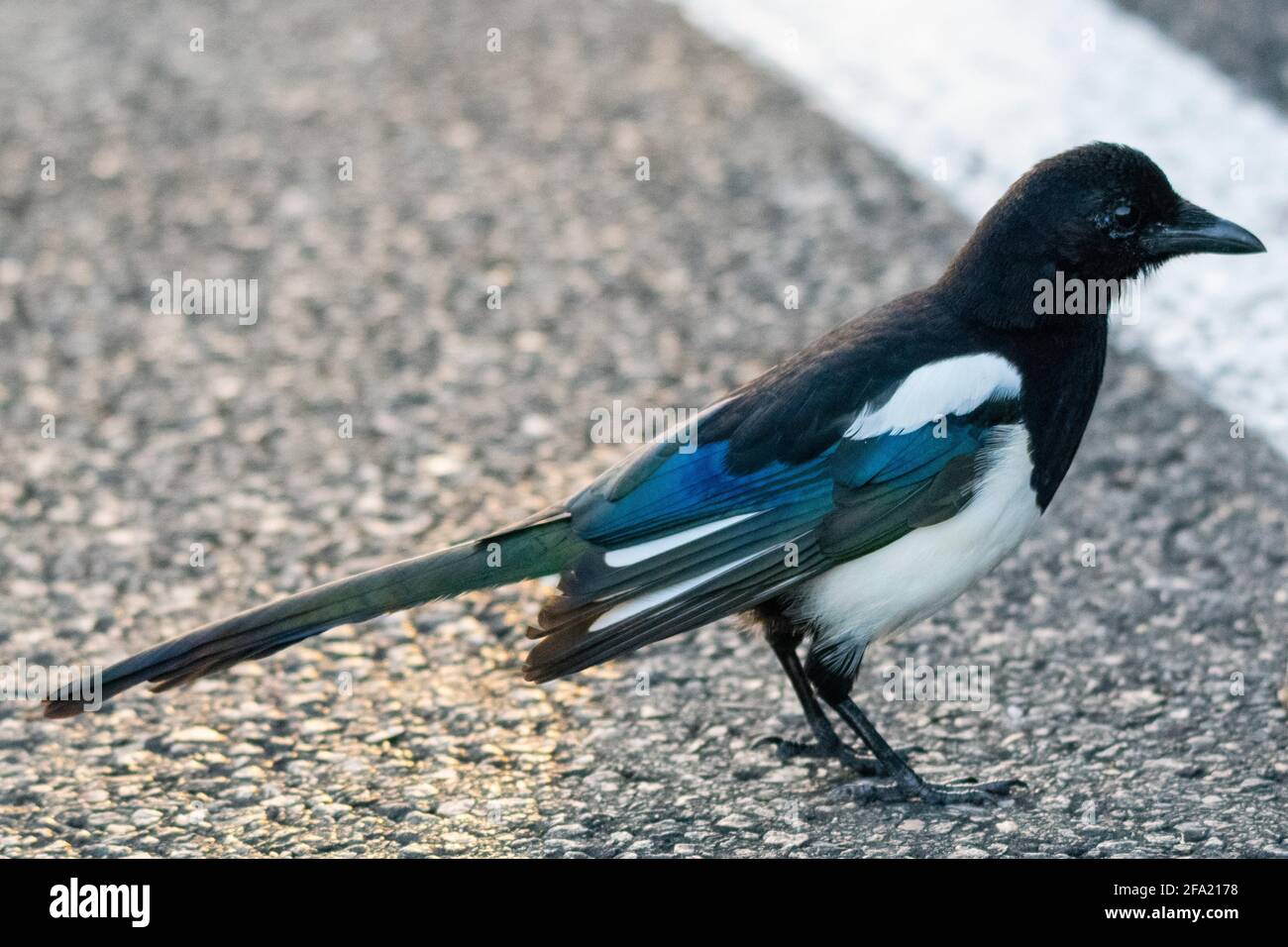 portrait of Eurasian Magpie in the wild Stock Photo - Alamy
