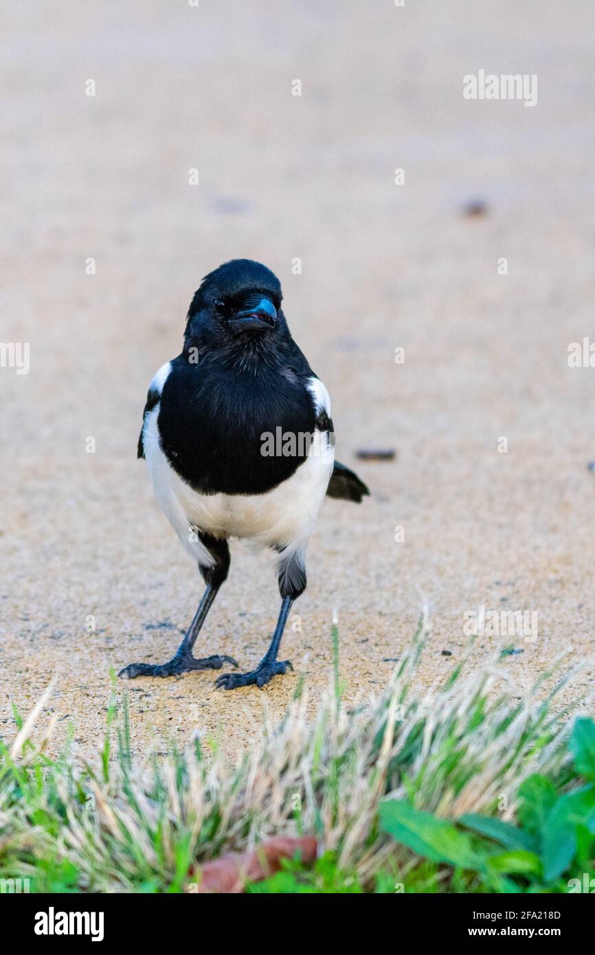 portrait of Eurasian Magpie in the wild Stock Photo - Alamy