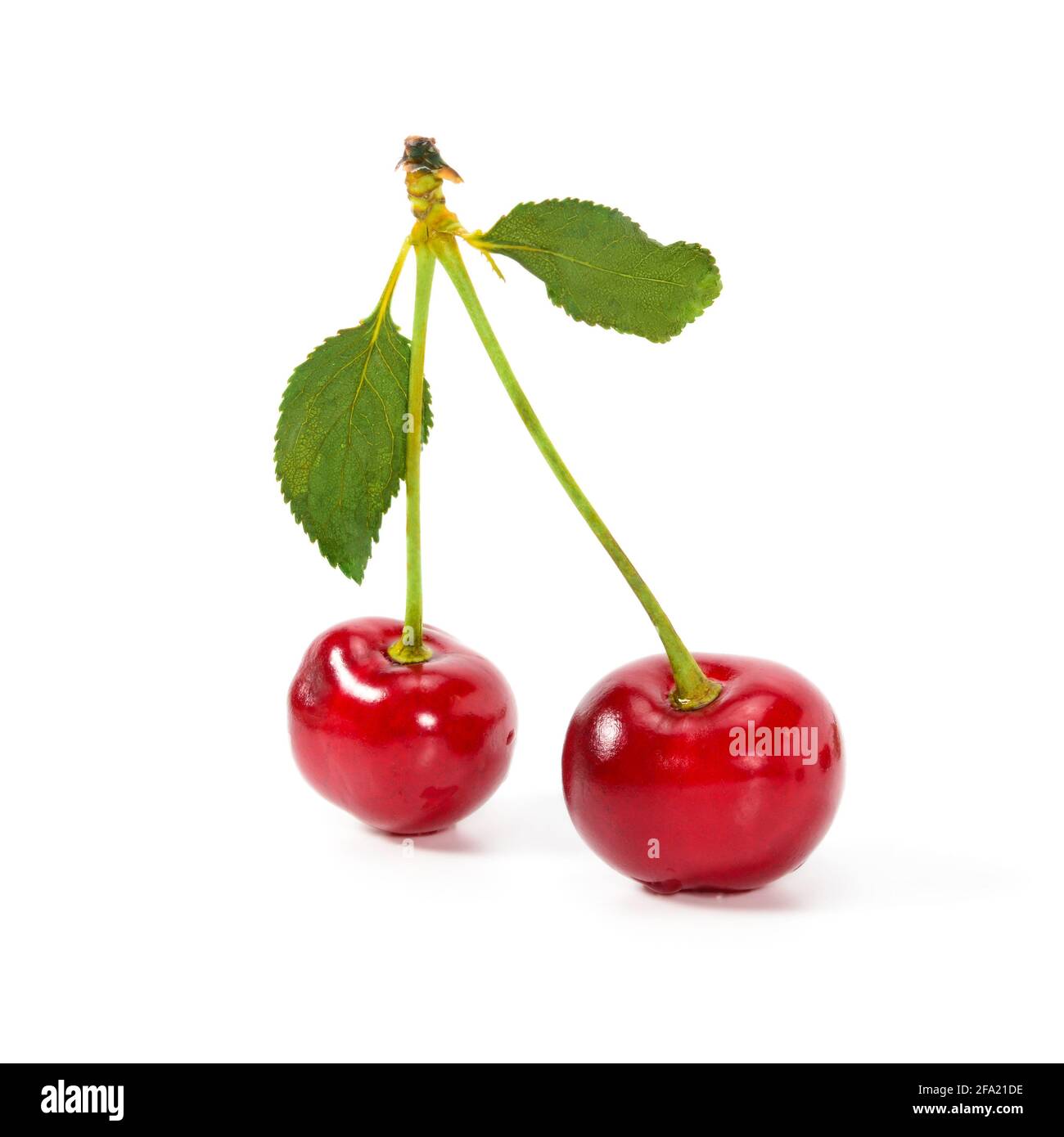 Two real perfect cherries with cherry leaves, close up isolated on ...