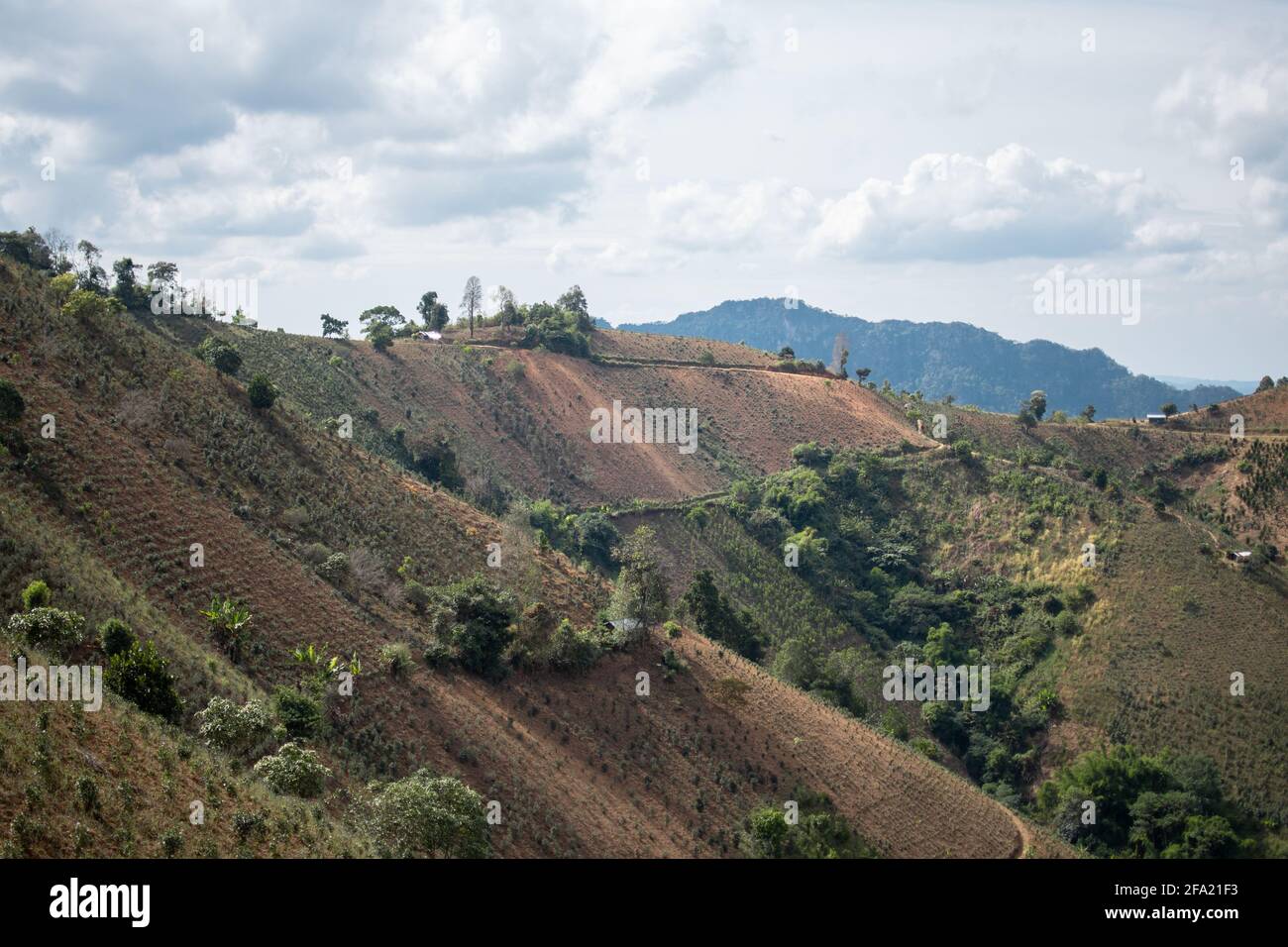 Chilli Crops Grass High Resolution Stock Photography and Images - Alamy