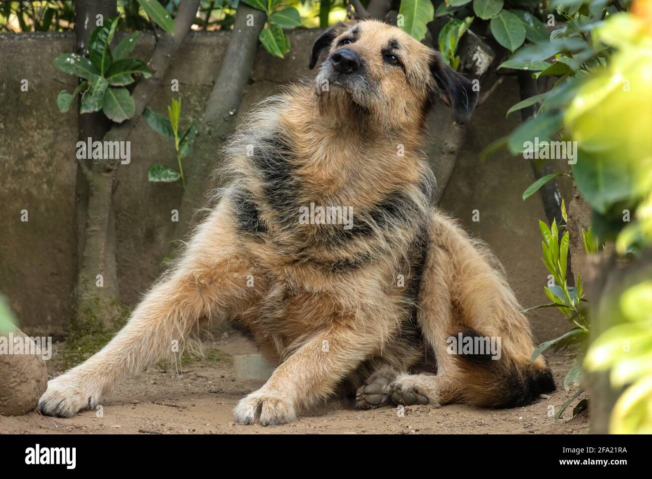 Mongrel mutt mixed hi-res stock photography and images - Alamy
