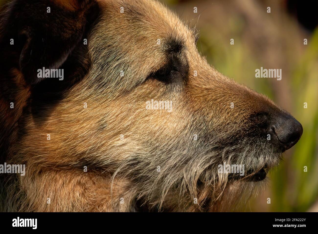 A mongrel, mutt or mixed-breed dog is a dog that does not belong to one ...