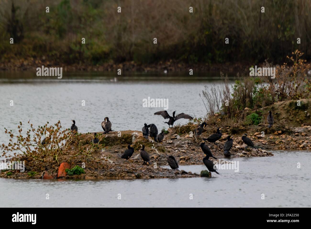 Colony of great cormorant on a lake Stock Photo - Alamy