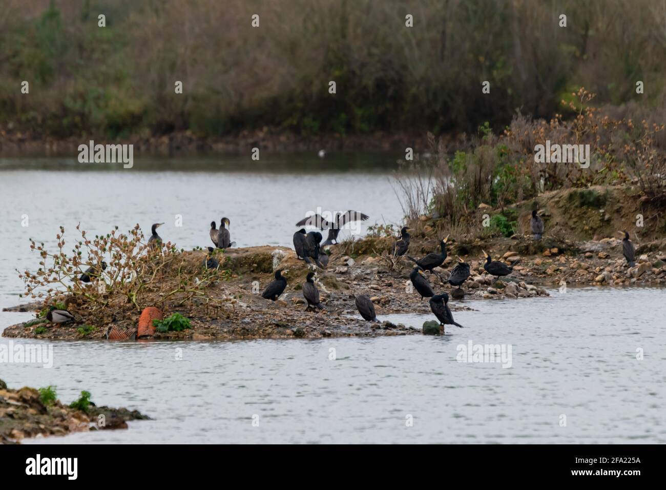 Colony of great cormorant on a lake Stock Photo - Alamy