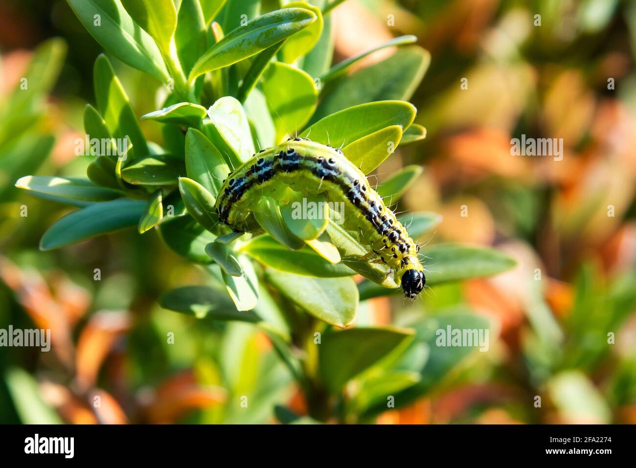 Box tree caterpillar hi-res stock photography and images - Alamy