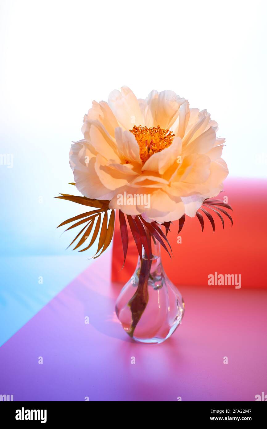 Peony flower on neon pink purple background. Single flower in glass ...