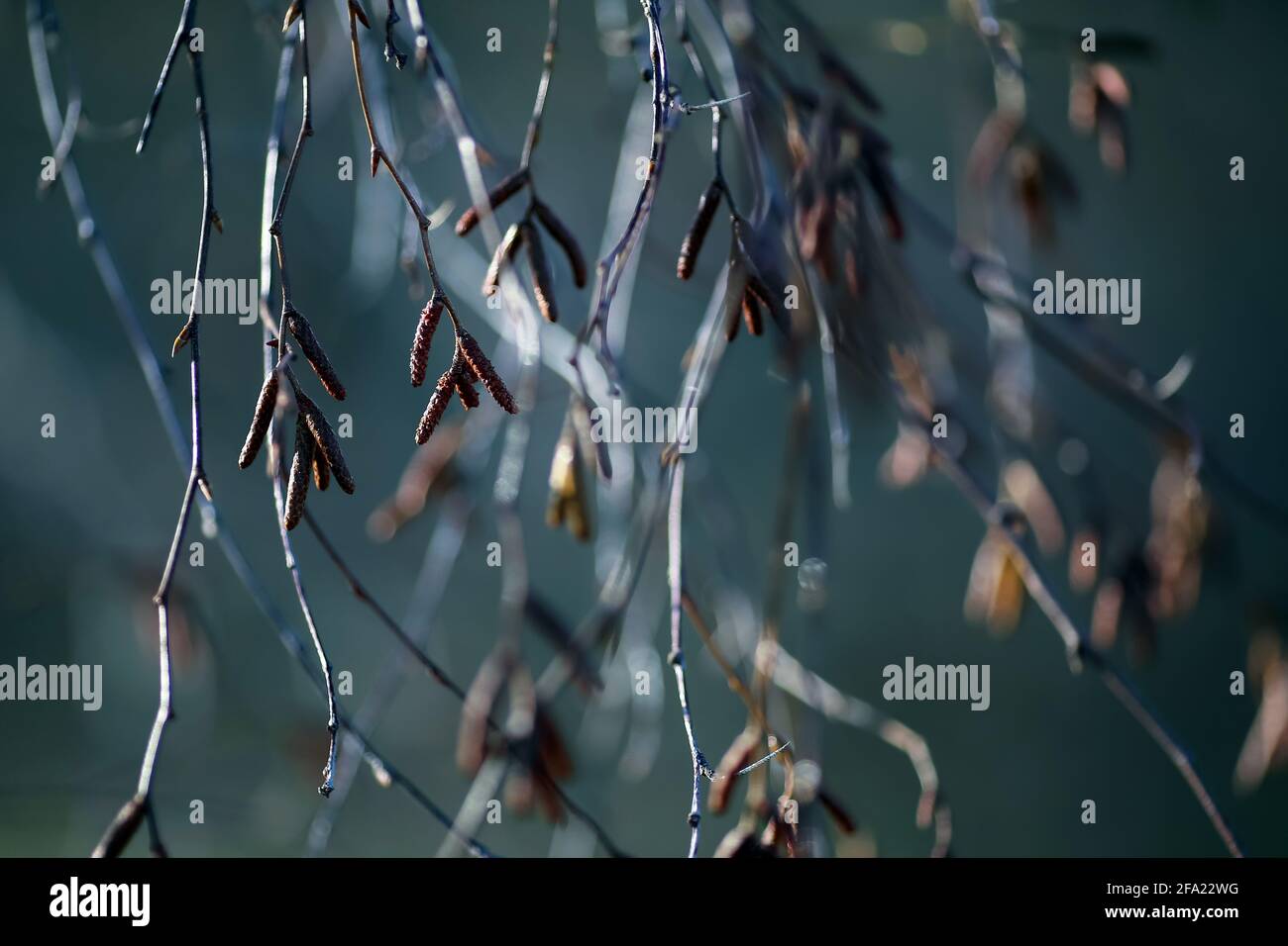 The branch of blooming tree Alder, closeup Stock Photo - Alamy