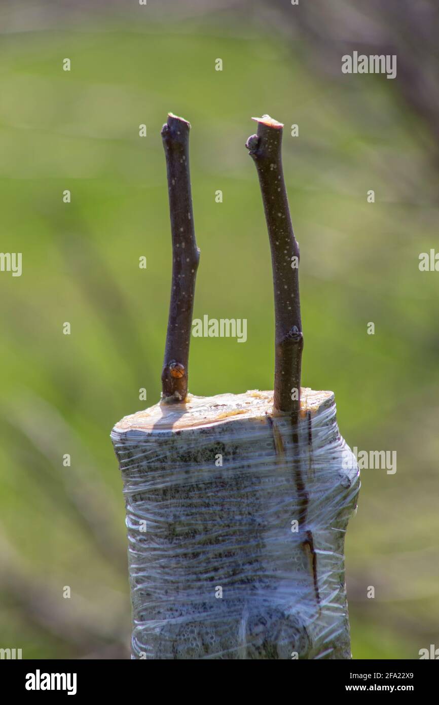Grafting of fruit trees hi-res stock photography and images - Alamy