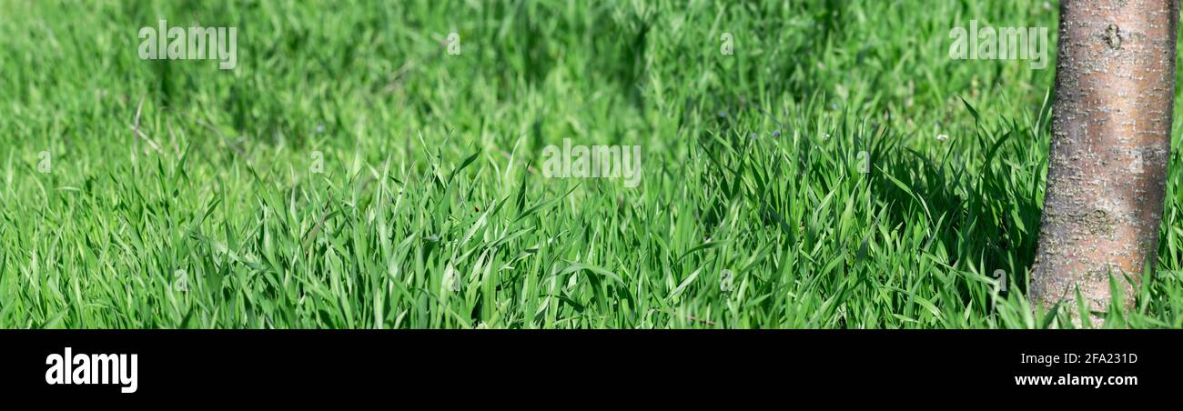 Panorama of green grass under a tree, lawn in an apple orchard Stock ...