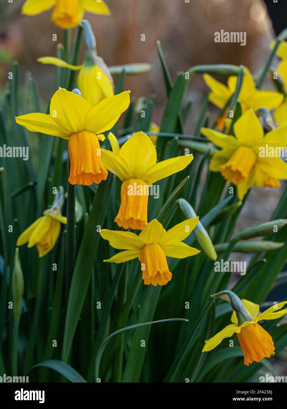 Orange trumpet yellow narcissus hi-res stock photography and images - Alamy