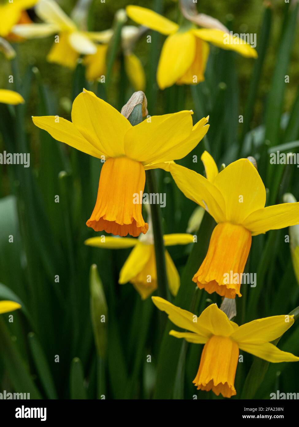 Dwarf daffodil jetfire hi-res stock photography and images - Alamy