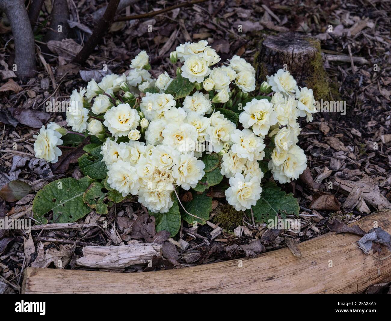 A clump of Primula 'Belarina Cream' covered in cream coloured double ...