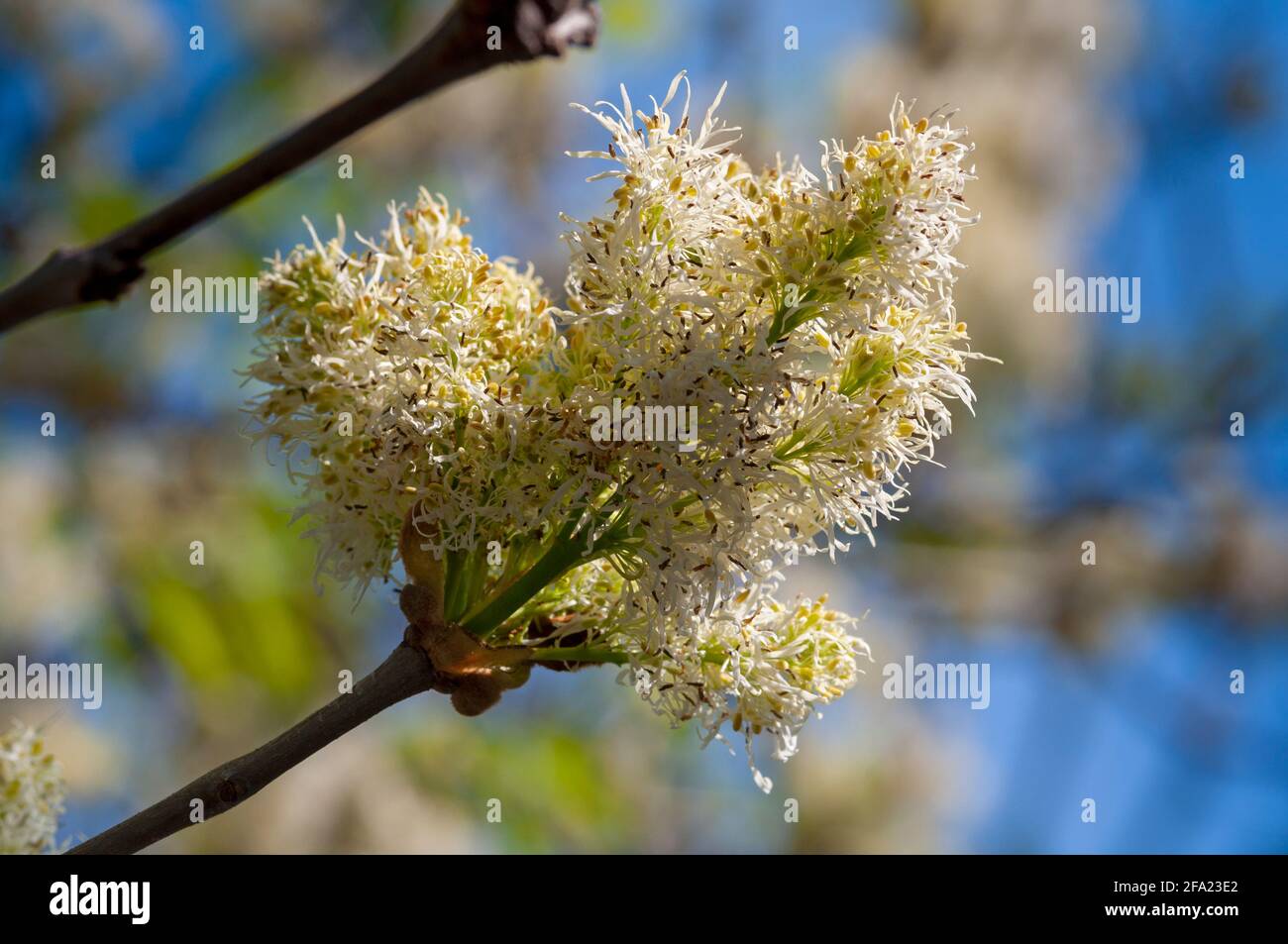 Manna Ash Tree, Fraxinus Ornus, Blooming Stock Photo - Alamy