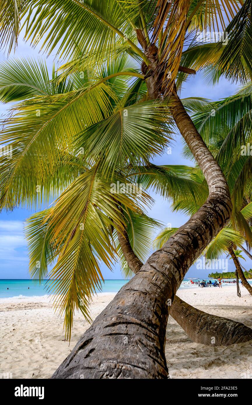 Palm trees on a sandy beach with distant sea view Stock Photo - Alamy