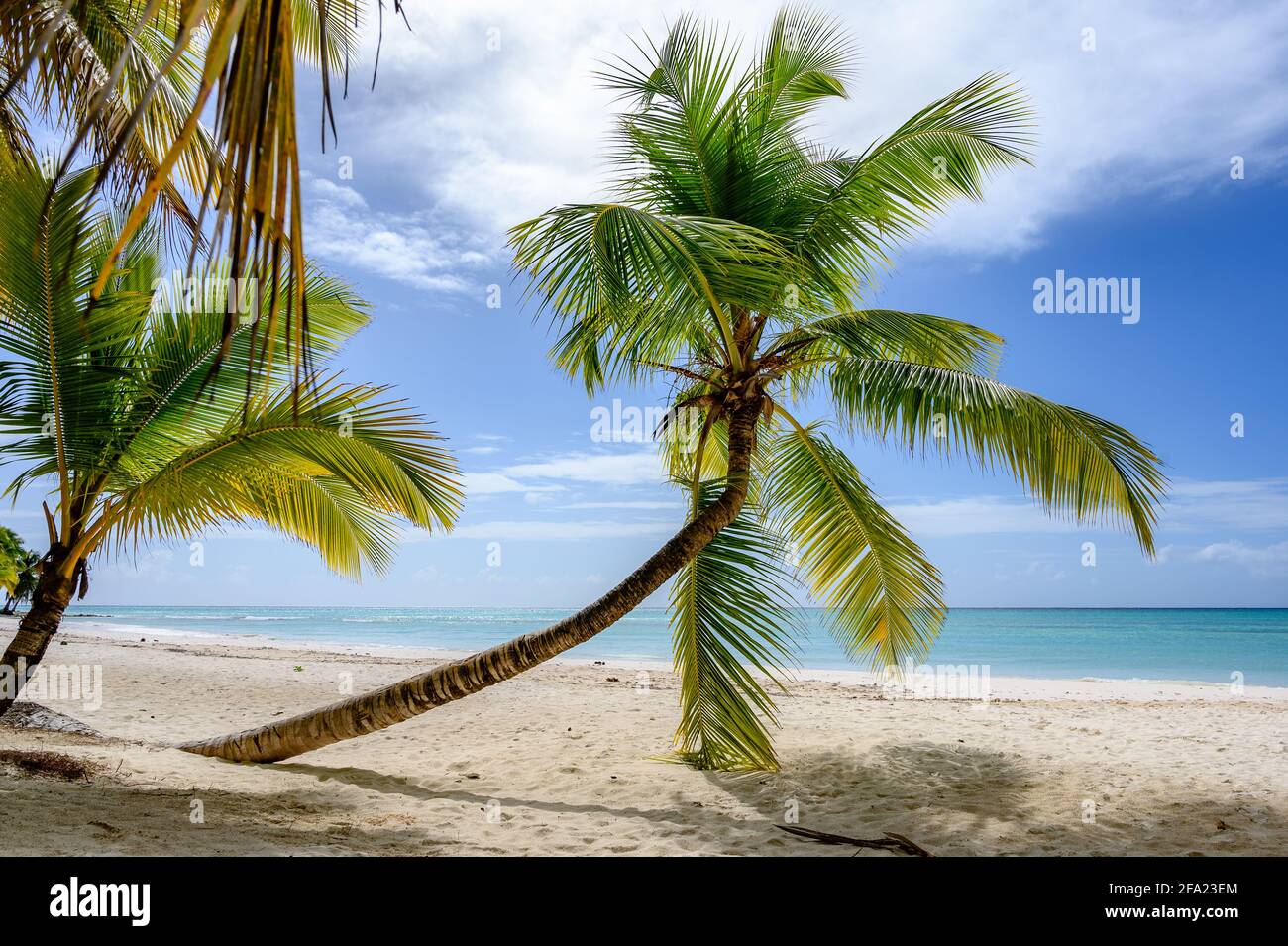 Leaning palm tree over the sea view Stock Photo - Alamy
