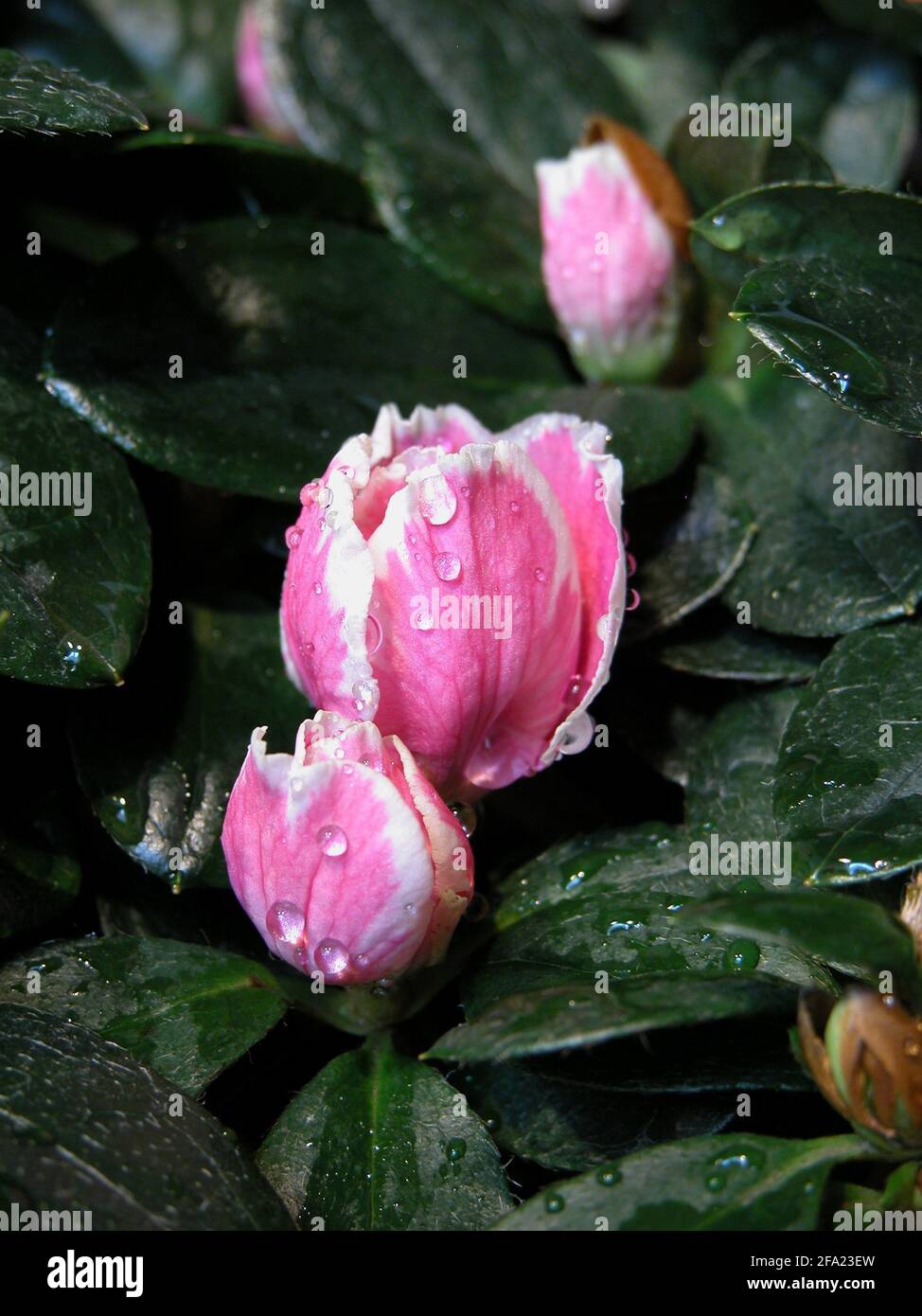 Azalea, Formosa Azalea, Sim's Azalea, (Rhododendron simsii), buds Stock ...