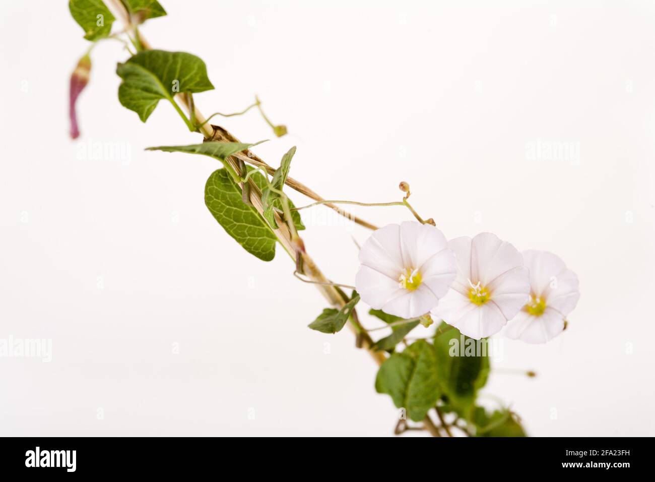 field bindweed, field morning-glory, small bindweed (Convolvulus ...