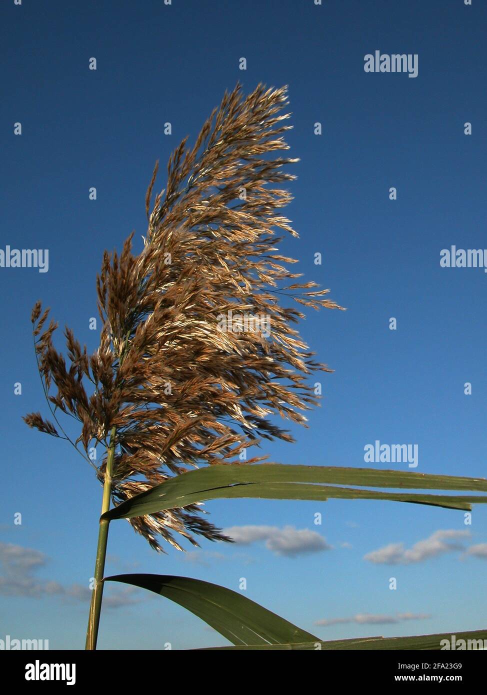 reed grass, common reed (Phragmites communis, Phragmites australis ...