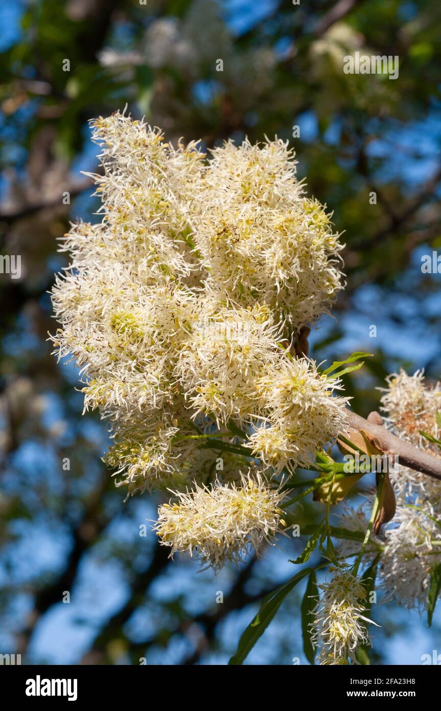 Manna Ash Tree, Fraxinus Ornus, Blooming Stock Photo - Alamy